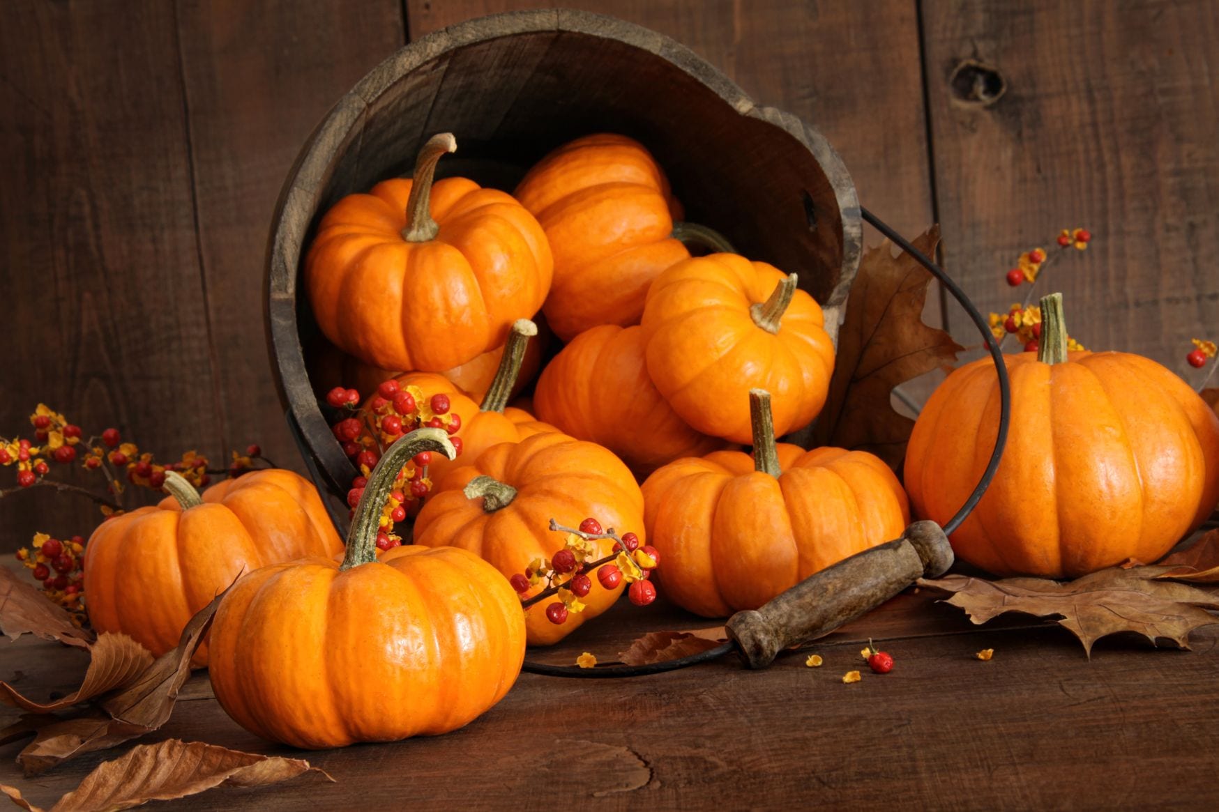 What You Always Wanted To Know About Pumpkins.... | FreshMAGAZINE What You Always Wanted To Know About Pumpkins.... | FreshMAGAZINE